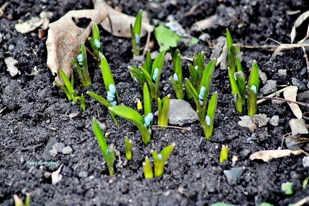 Лесные пролески в моём саду В самом тенистом уголочке сада Восковых Анна Васильевна